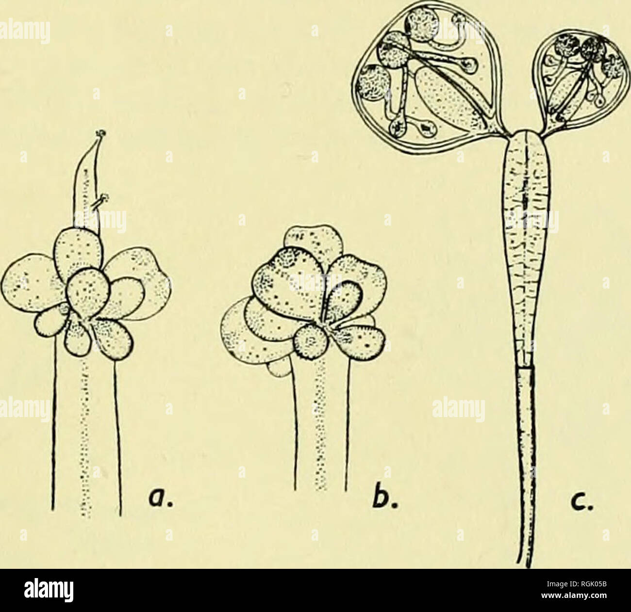 Dactylozooid hi-res stock photography and images - Alamy