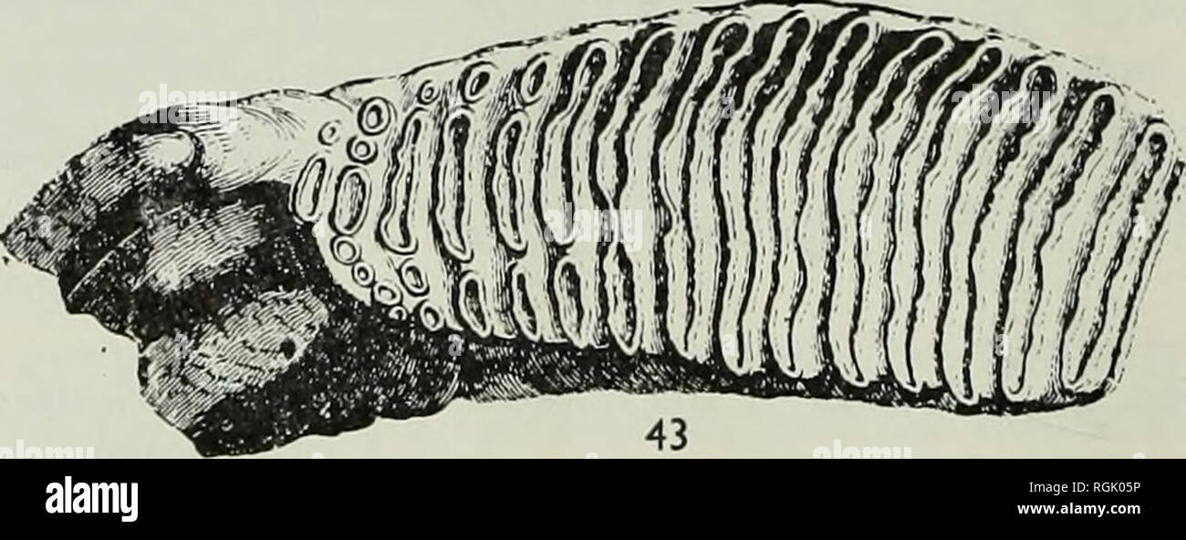 . Bulletin of the British Museum (Natural History), Geology. 138 THE ...