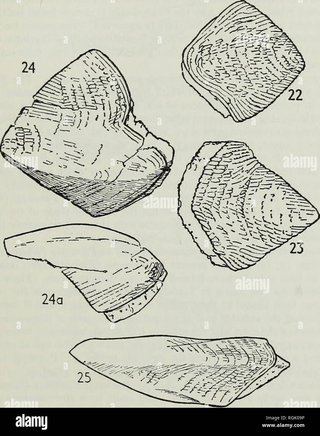 . Bulletin of the British Museum (Natural History), Geology. THE OLD ...
