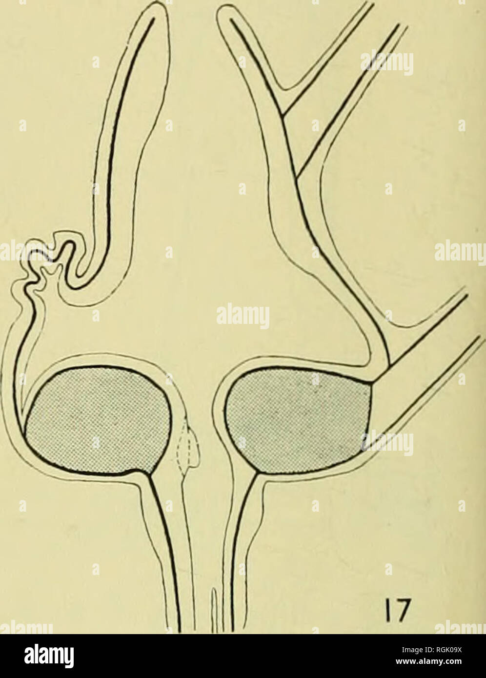 . Bulletin of the British Museum (Natural History). . Fig. iO ...