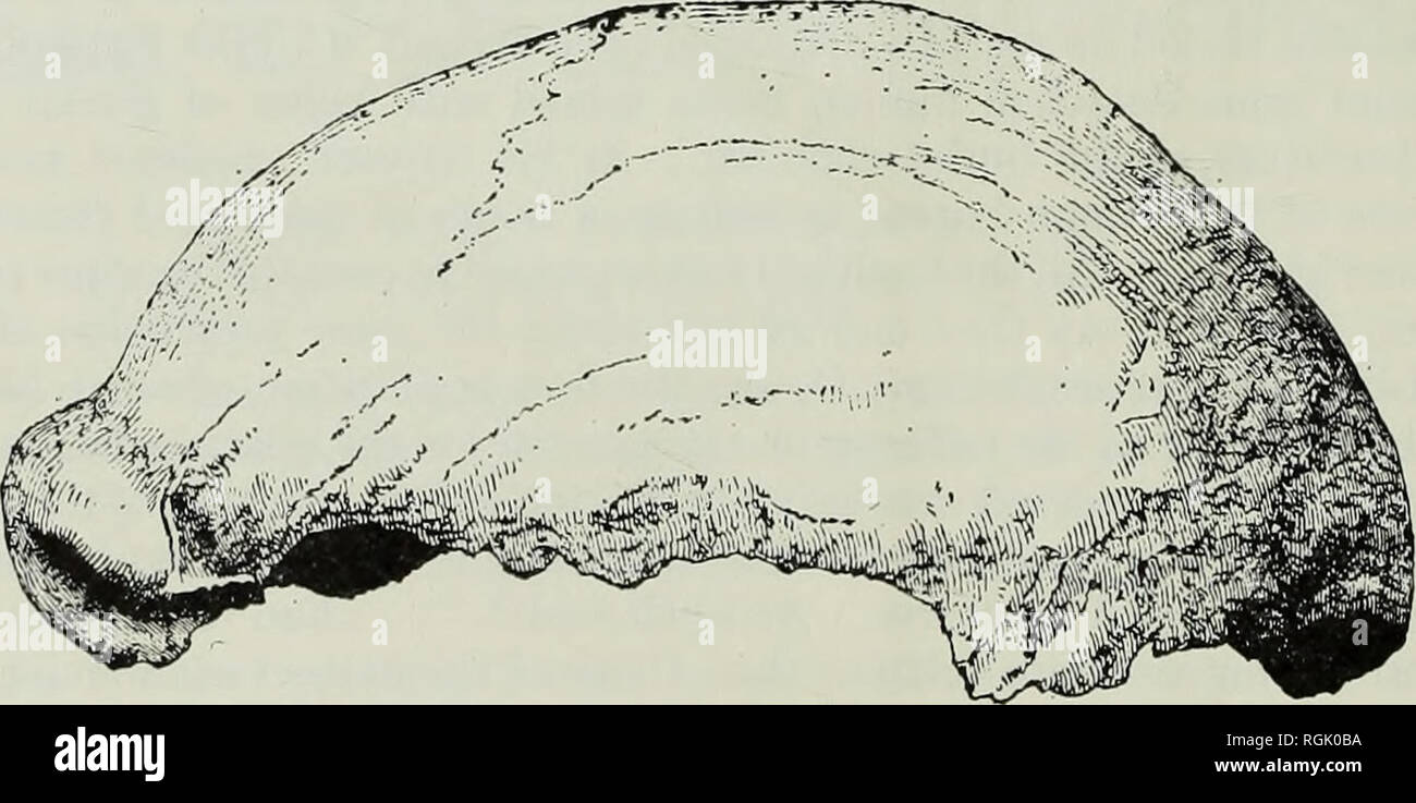 . Bulletin of the British Museum (Natural History), Geology. Fig. 14 ...