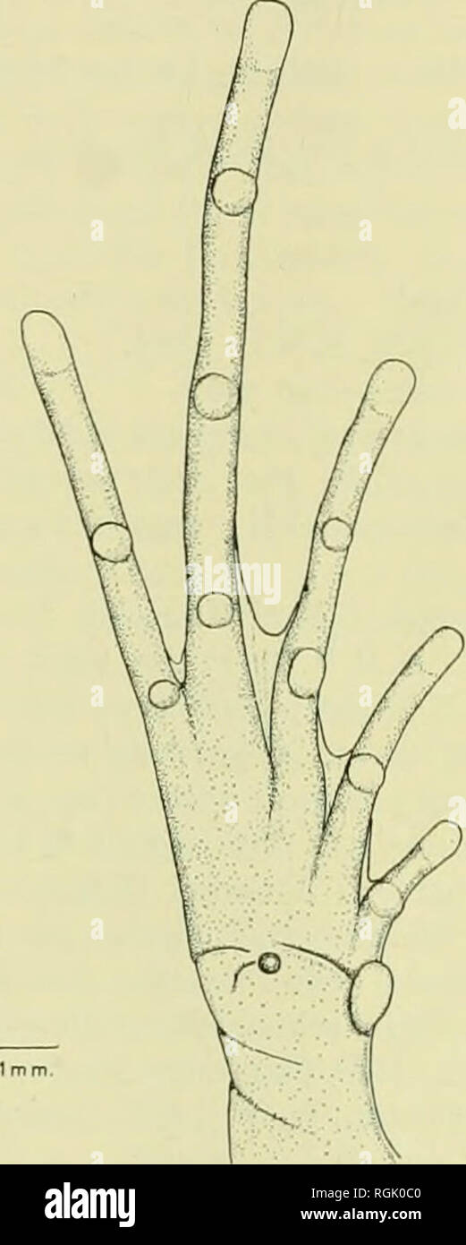 . Bulletin of the British Museum (Natural History). 142 CHILEAN SPECIES ...