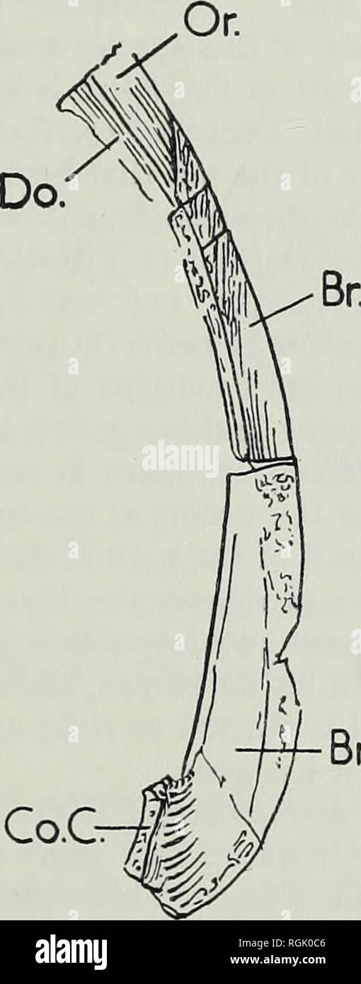 Orbital shells hi-res stock photography and images - Alamy