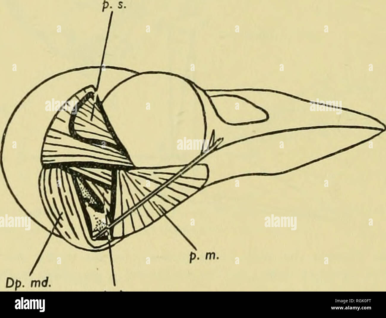 Bony septa hi-res stock photography and images - Alamy