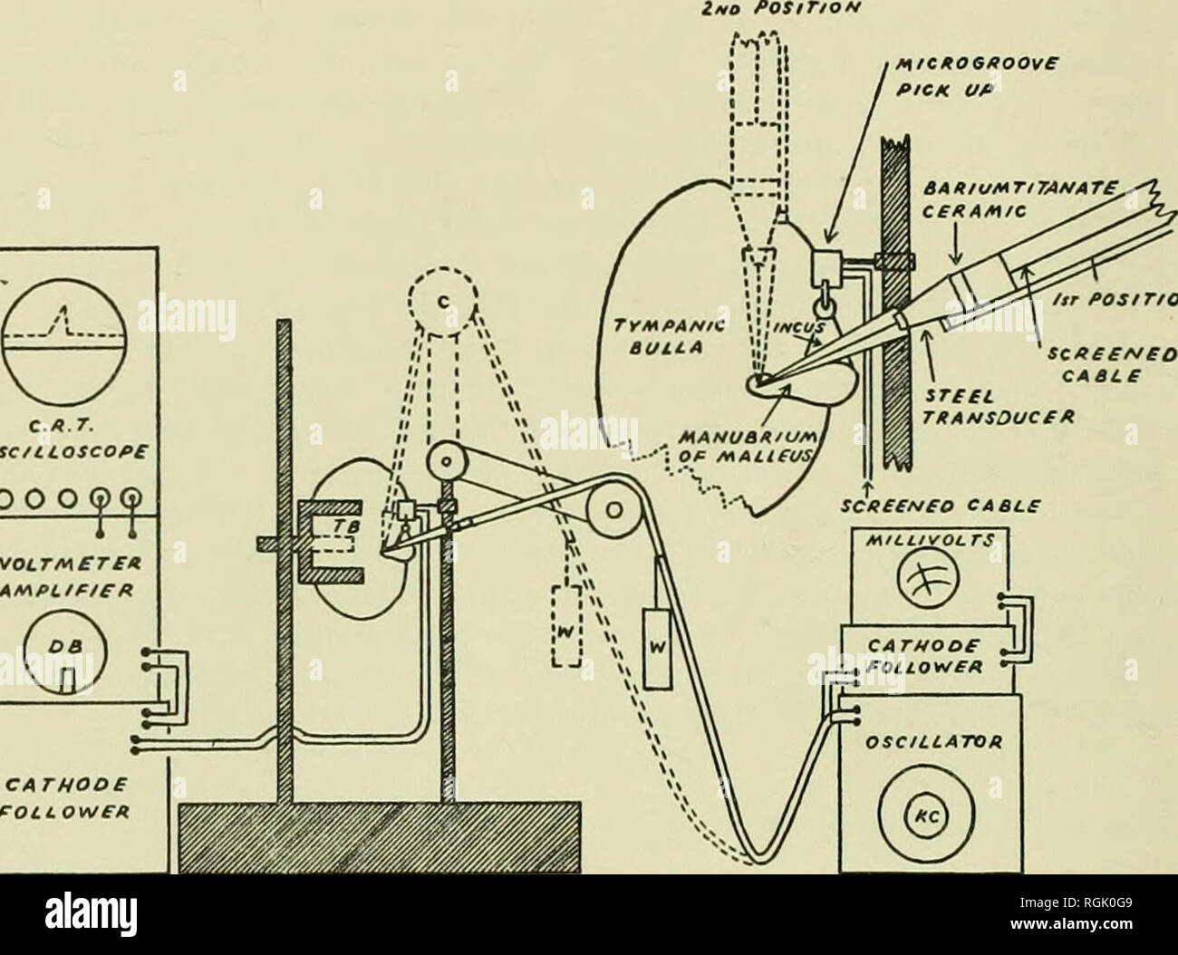 . Bulletin of the British Museum (Natural History). 128 HEARING IN ...