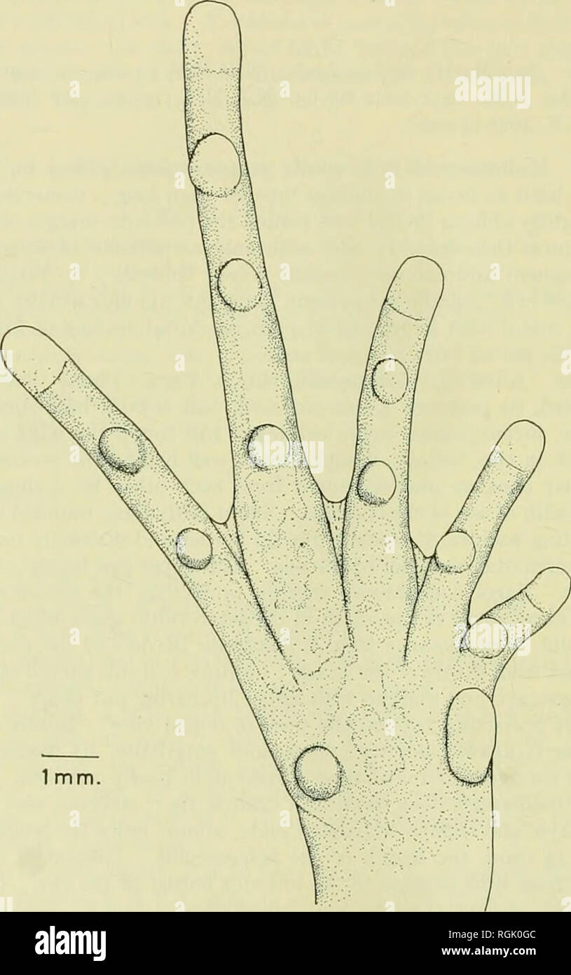 Dorsolateral fold hi-res stock photography and images - Alamy