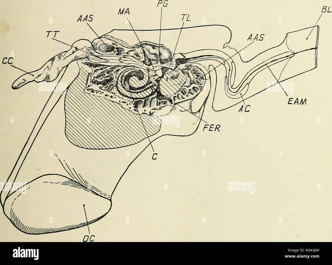 . Bulletin of the British Museum (Natural History). HEARING IN ...