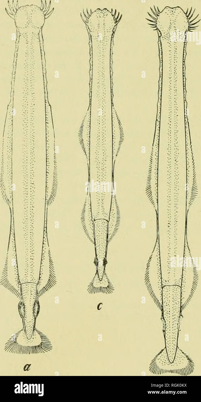 Prominent tail fins hi-res stock photography and images - Alamy