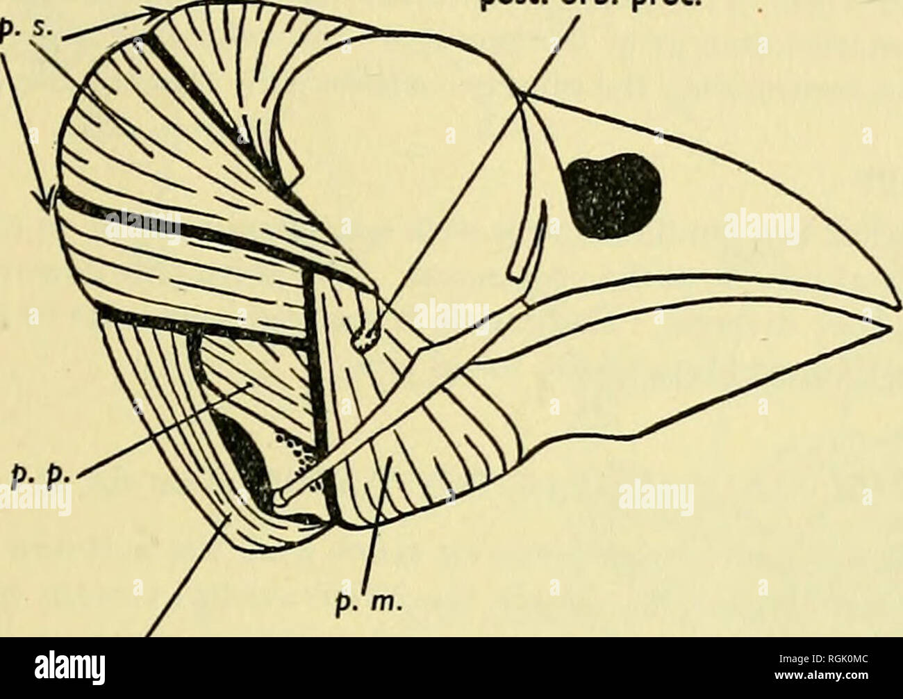 . Bulletin of the British Museum (Natural History). the morphology of ...