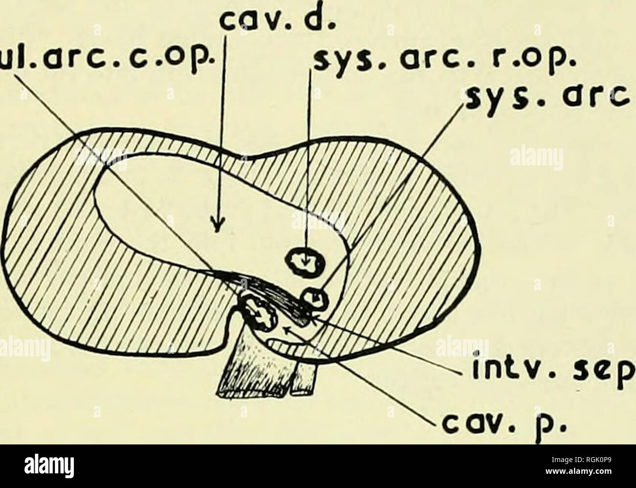 Ventricular bands hi-res stock photography and images - Alamy