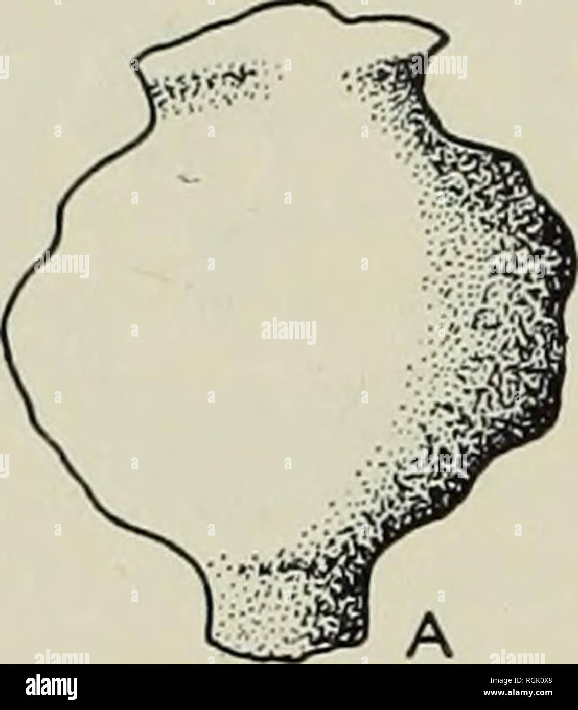 . Bulletin of the British Museum (Natural History), Geology. 196 A NEW ...