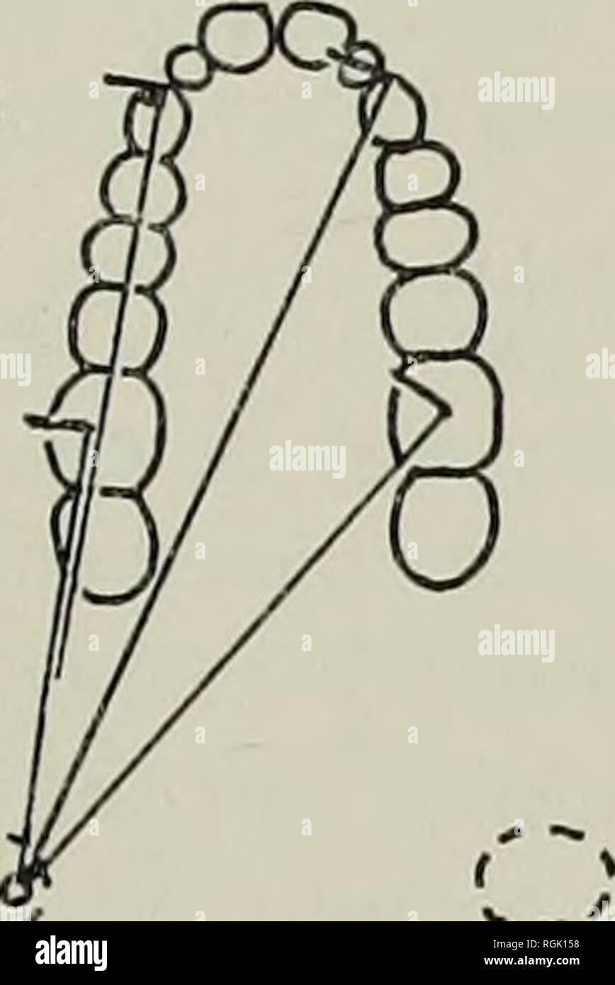 Oreopithecus hi-res stock photography and images - Alamy
