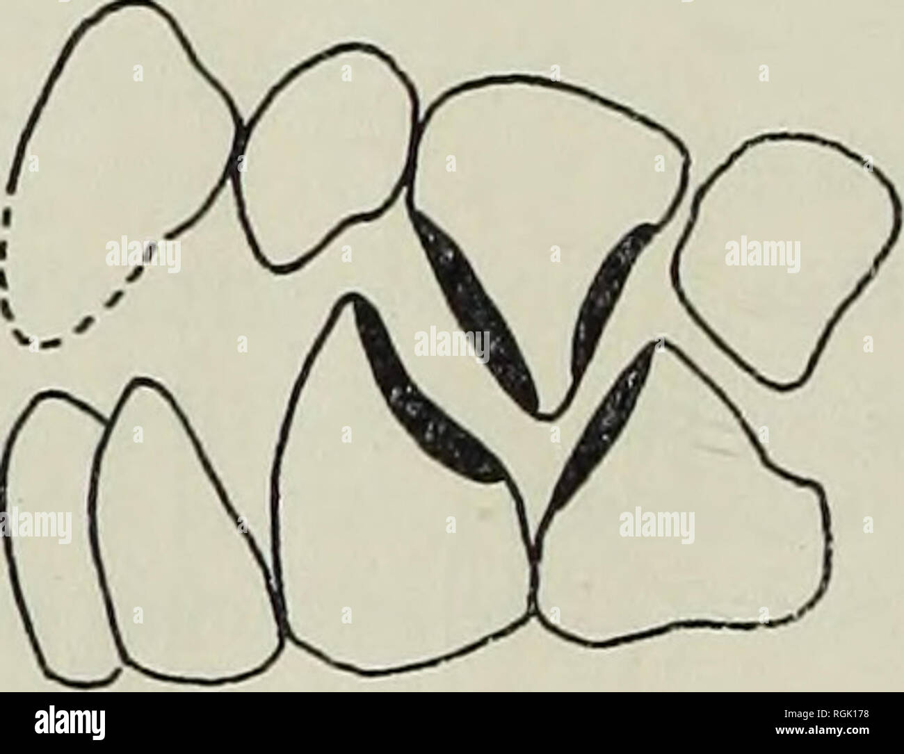 Oreopithecus hi-res stock photography and images - Alamy