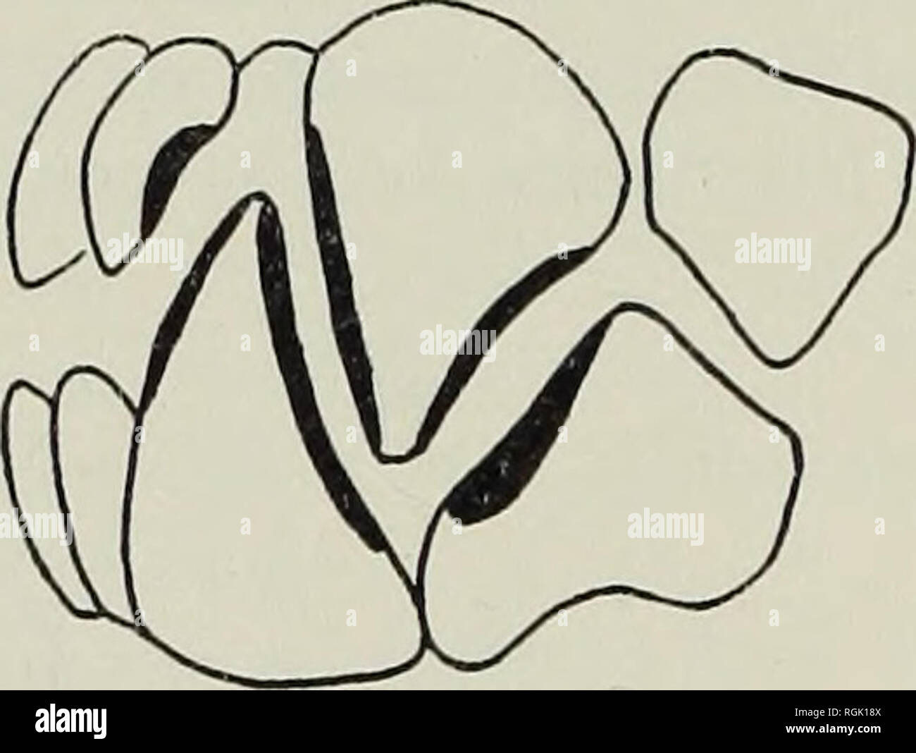 Oreopithecus hi-res stock photography and images - Alamy