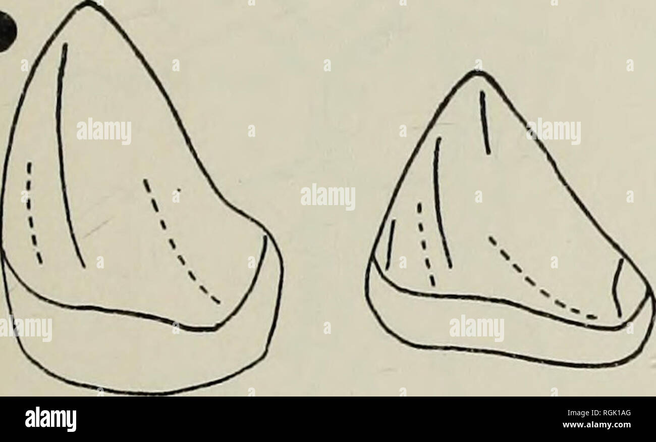 Sivapithecus hi-res stock photography and images - Alamy