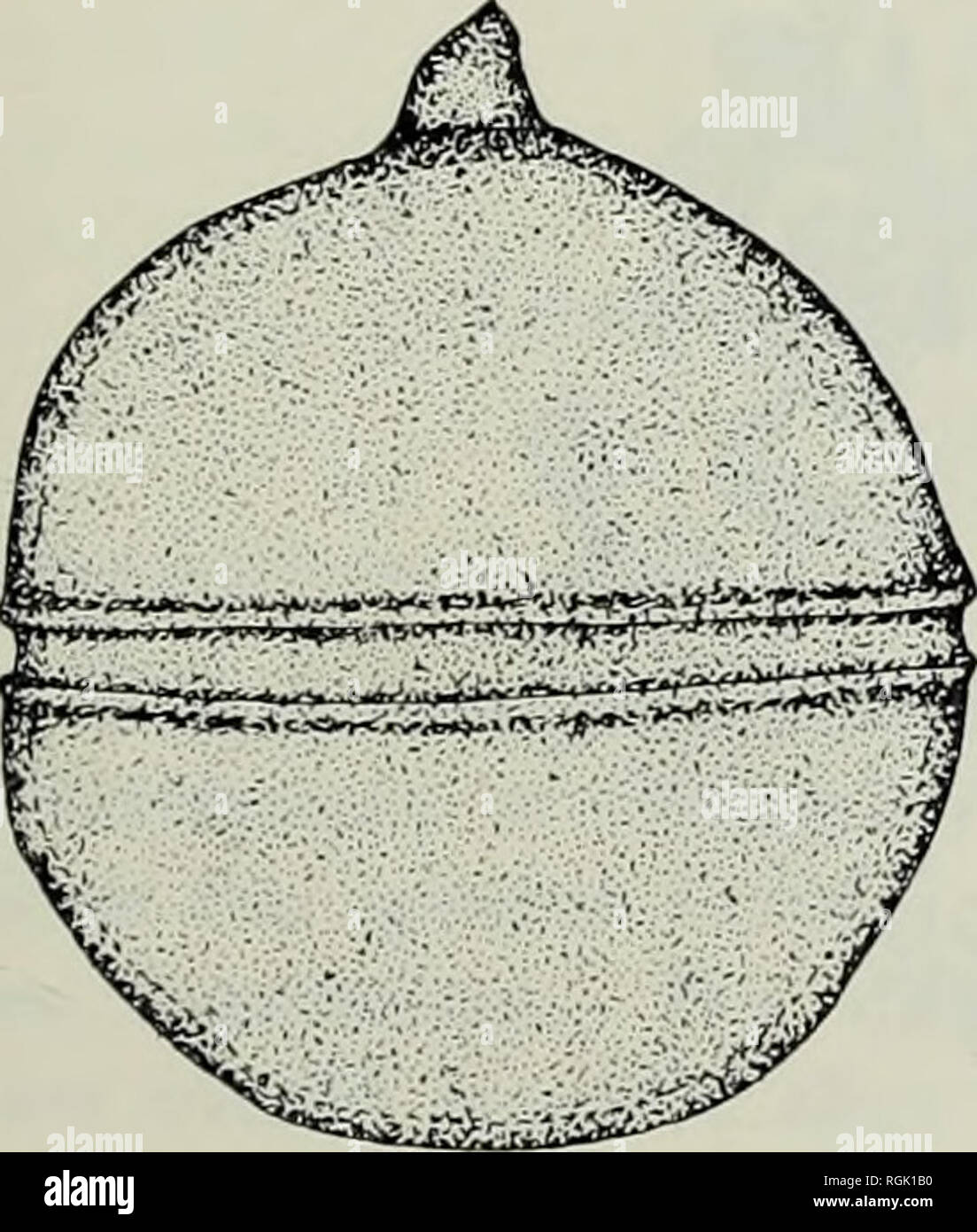 Aptian albian hi-res stock photography and images - Alamy