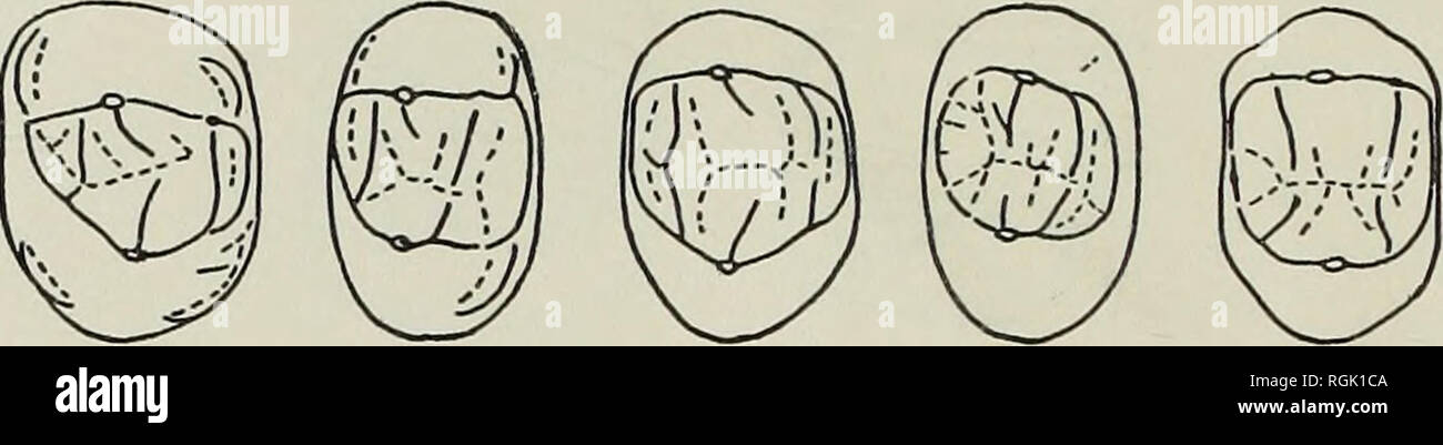Oreopithecus hi-res stock photography and images - Alamy