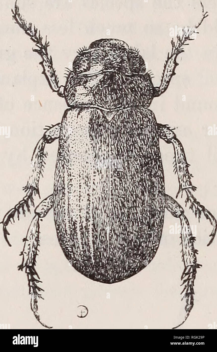 Sugar cane beetle hi-res stock photography and images - Alamy