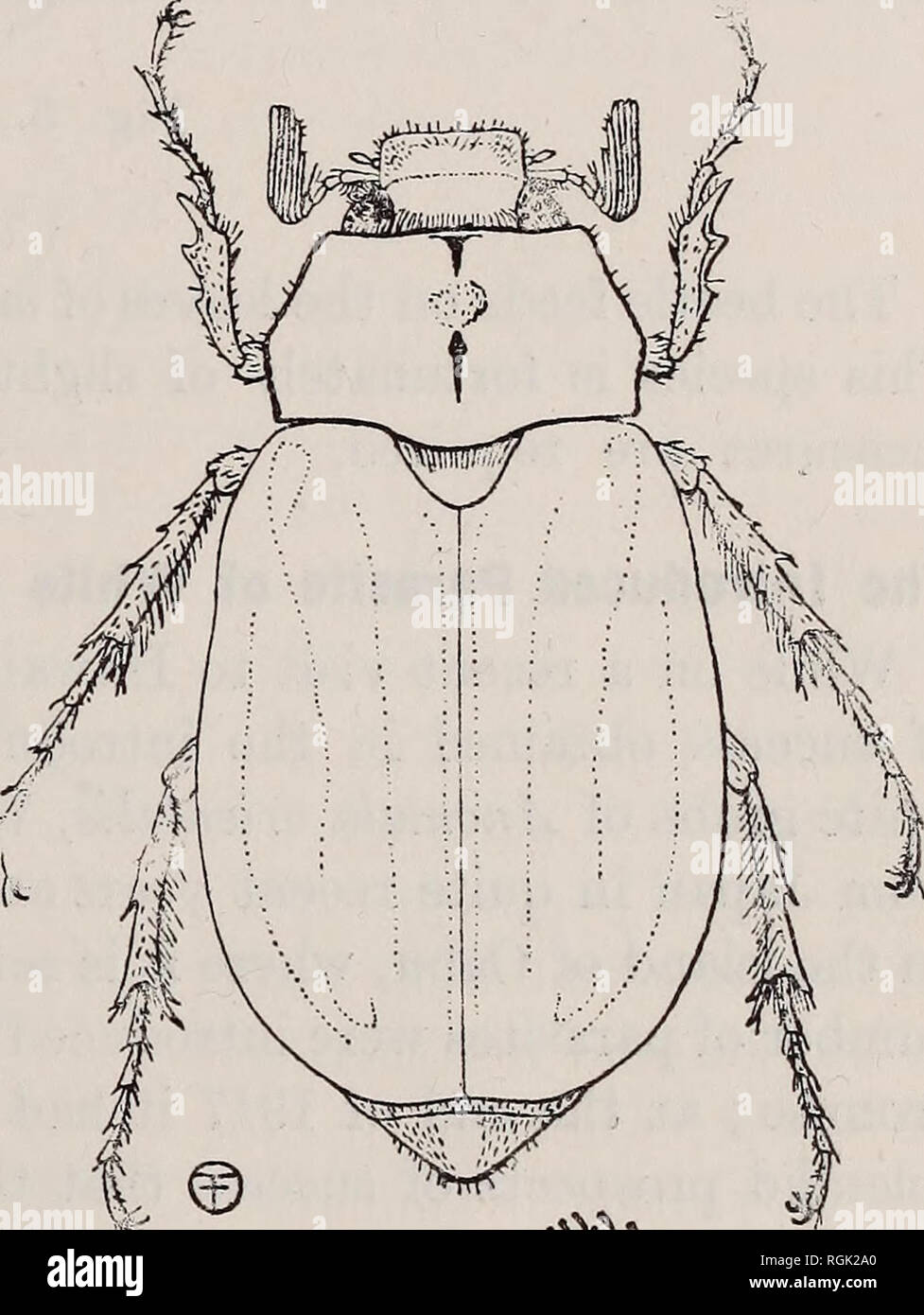 Adoretus versutus hi-res stock photography and images - Alamy