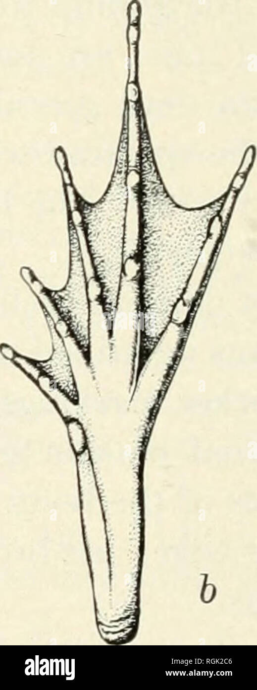 Tibiotarsal hi-res stock photography and images - Alamy