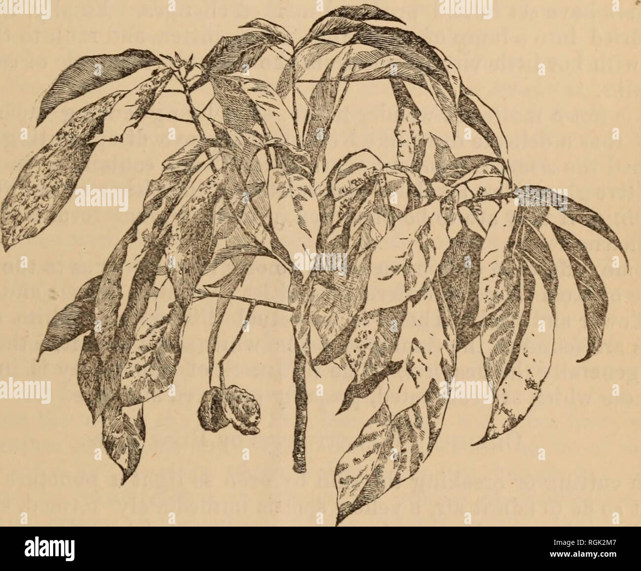 Kola nut tree hi-res stock photography and images - Alamy