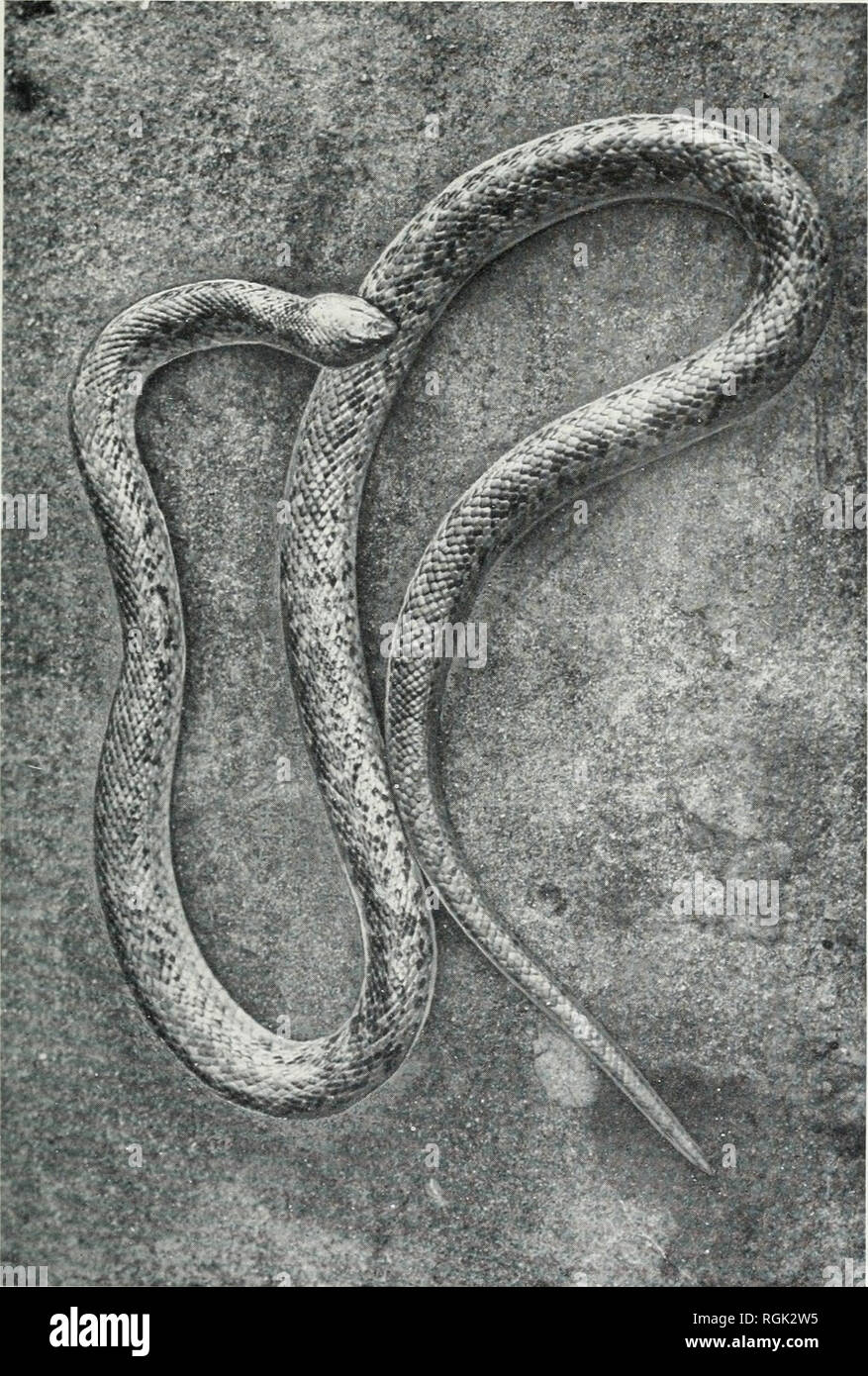 . Bulletin of the American Museum of Natural History. Natural history ...