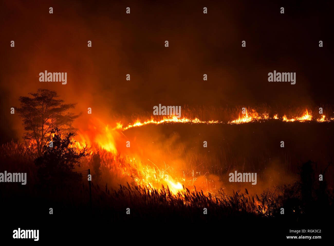Fire Burning Grass and Trees on Night 2 Stock Photo - Alamy
