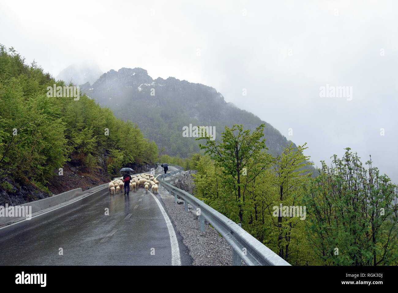 Shepherds and sheep on SH21 road. Theth National Park (Parku Kombetar i ...
