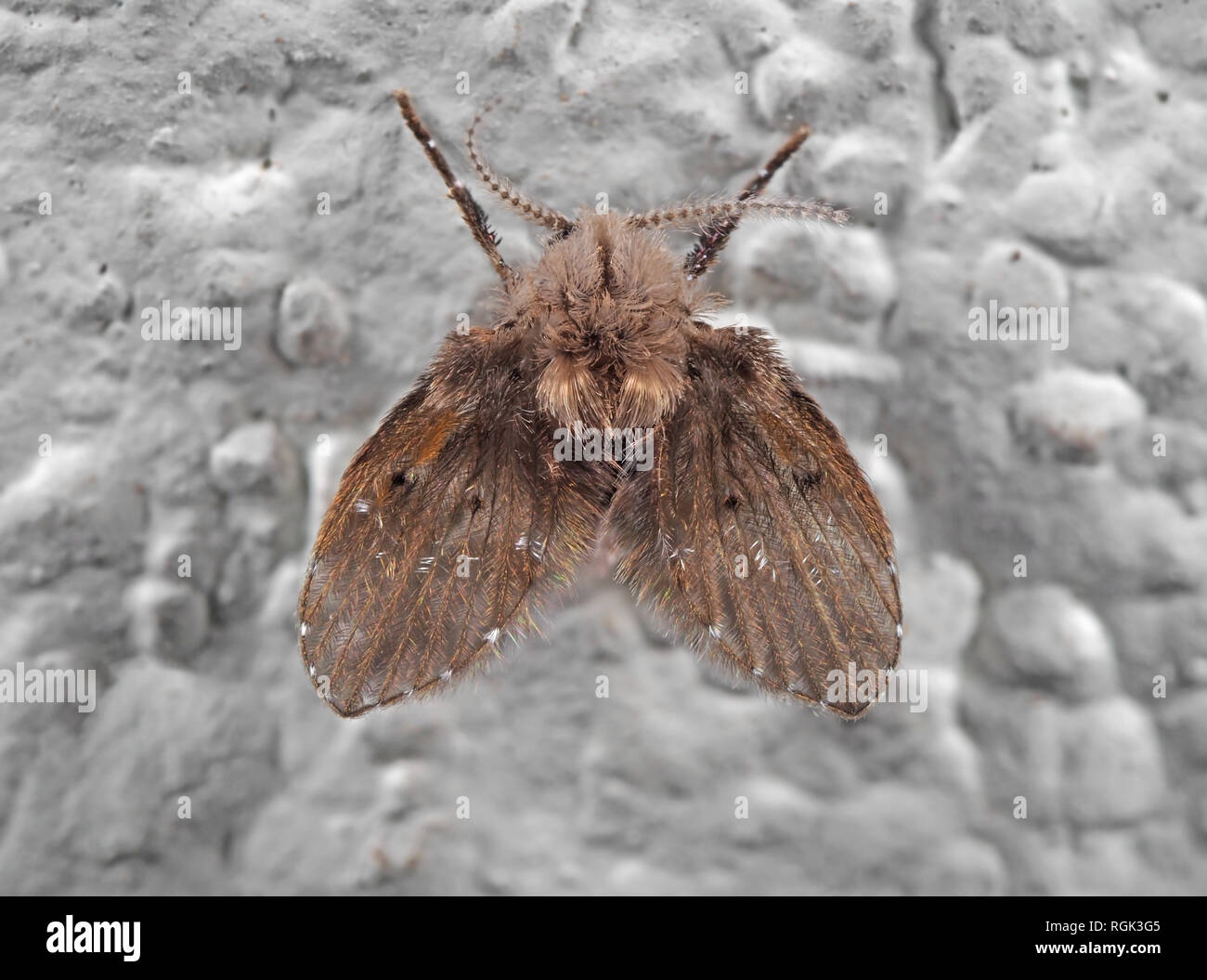 Drain fly hi-res stock photography and images - Alamy