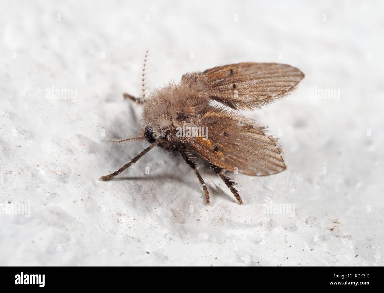 Macro Photography of Drain Fly on White Floor Stock Photo - Alamy