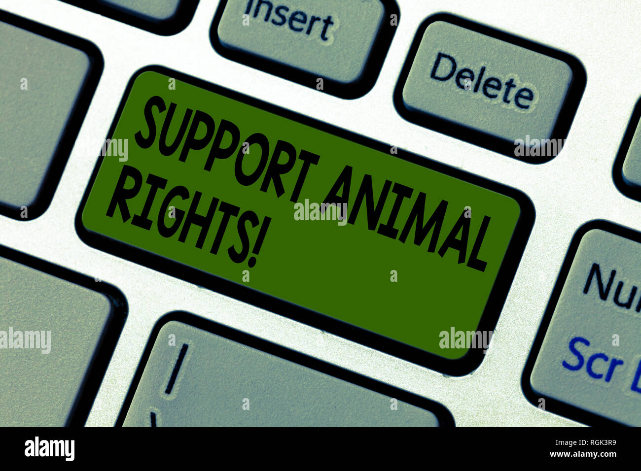 Writing note showing Support Animal Rights. Business photo showcasing ...