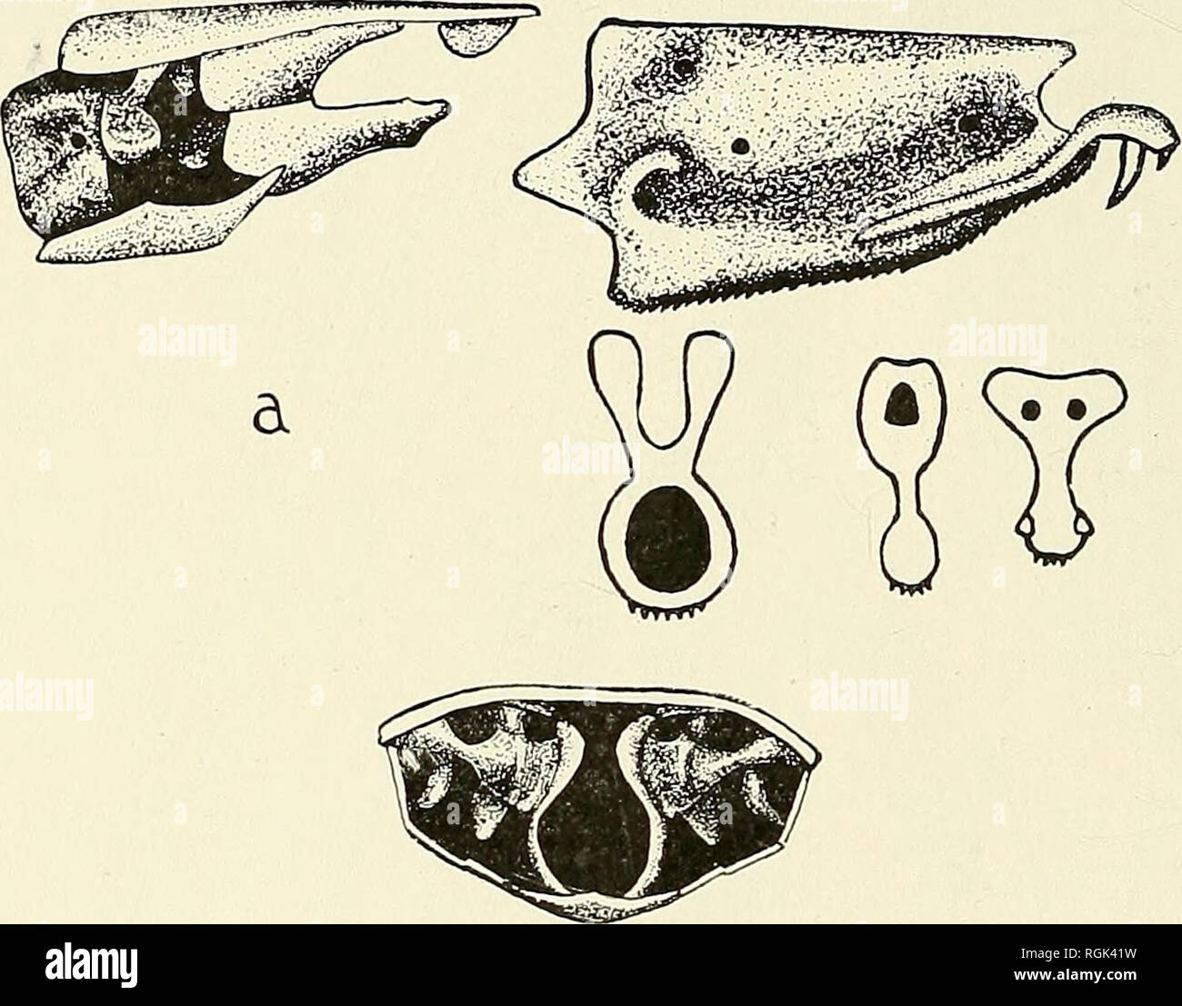 . Bulletin of the Buffalo Society of Natural Sciences. Natural history ...