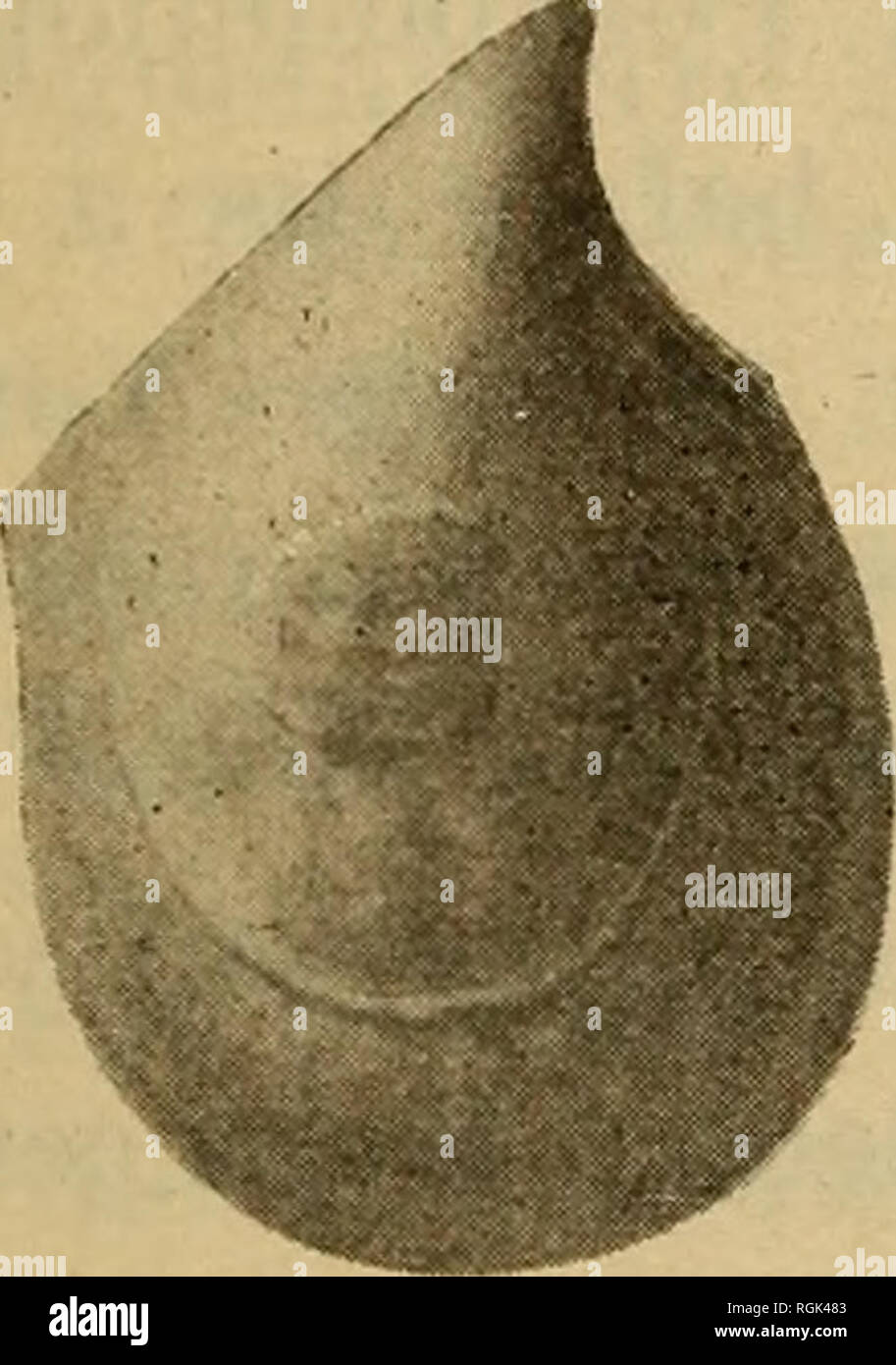 Lamellibranchs hi-res stock photography and images - Alamy