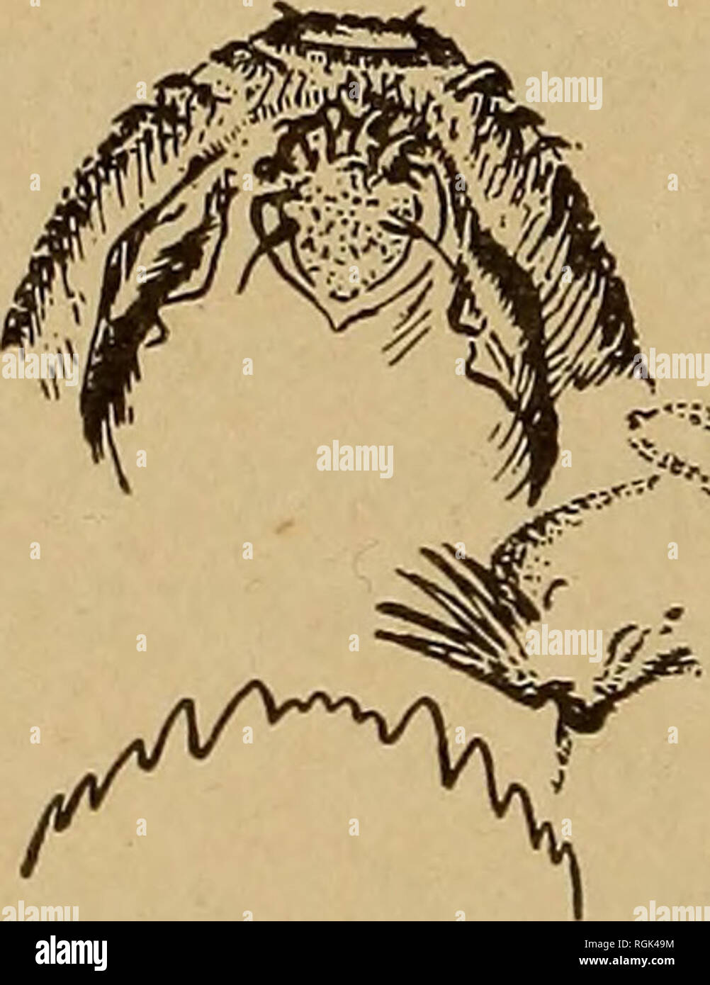 Staeger High Resolution Stock Photography and Images - Alamy