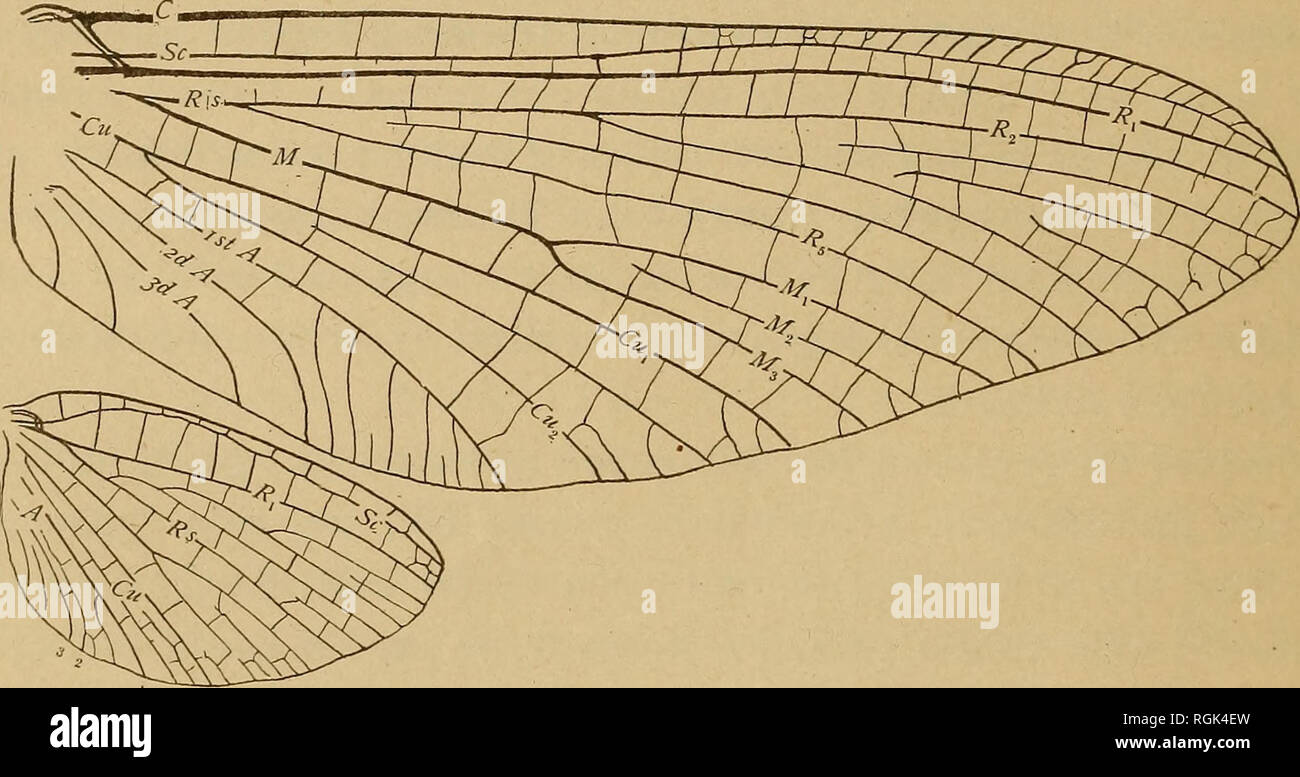 . Bulletin - New York State Museum. Science. 20 NEW YORK STATE MUSEUM ...