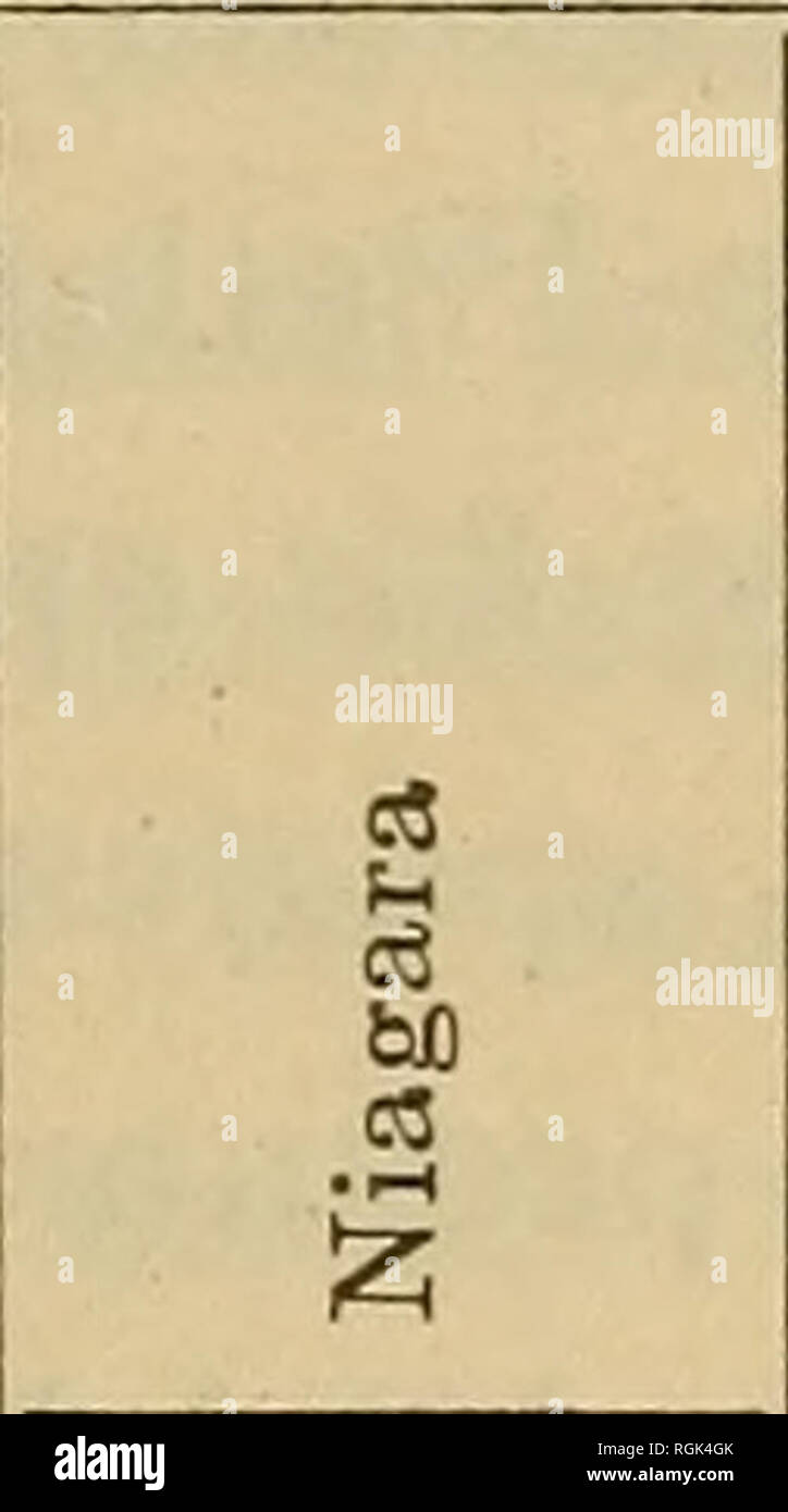 Conocardium hi-res stock photography and images - Alamy