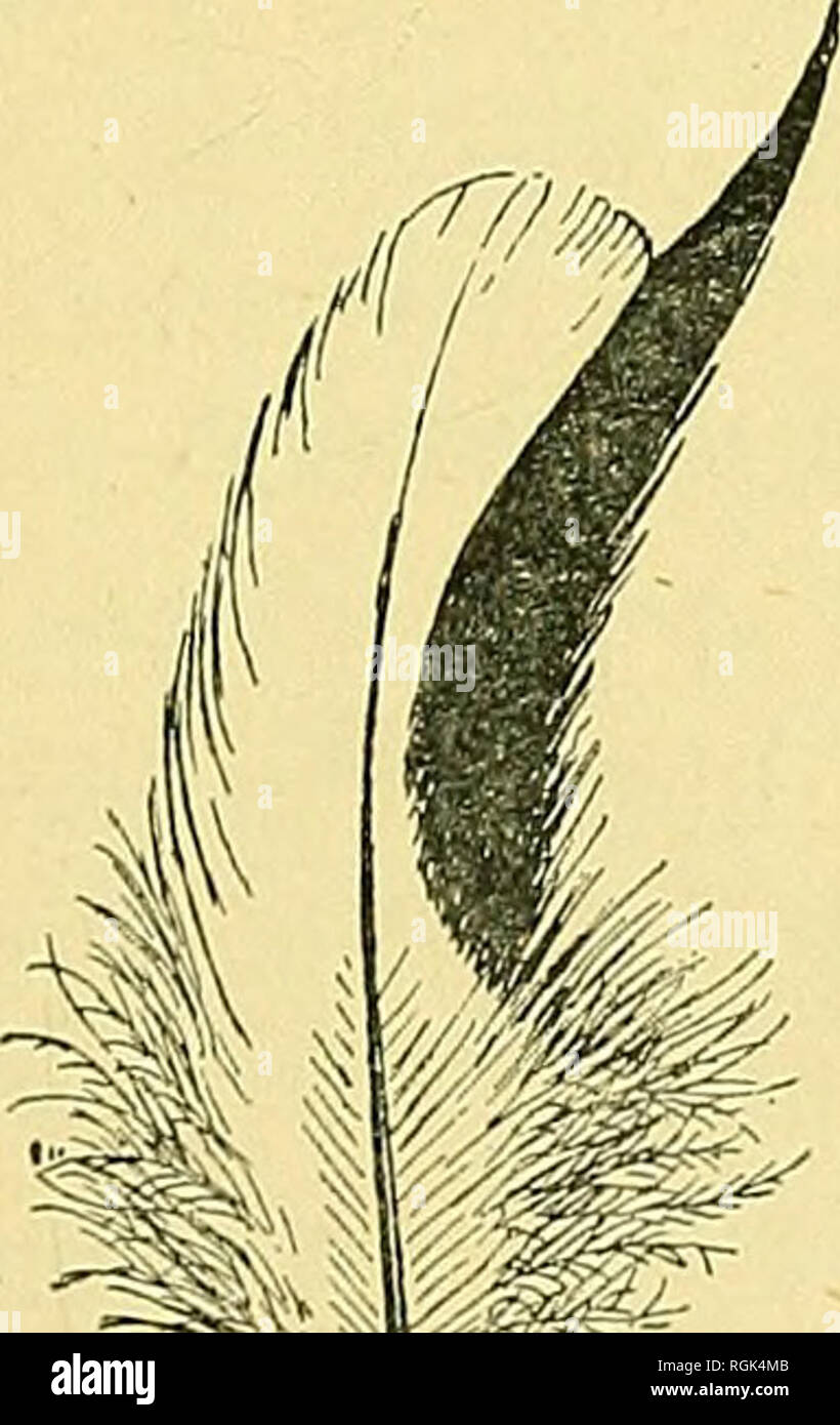 Scapular feathers hi-res stock photography and images - Alamy