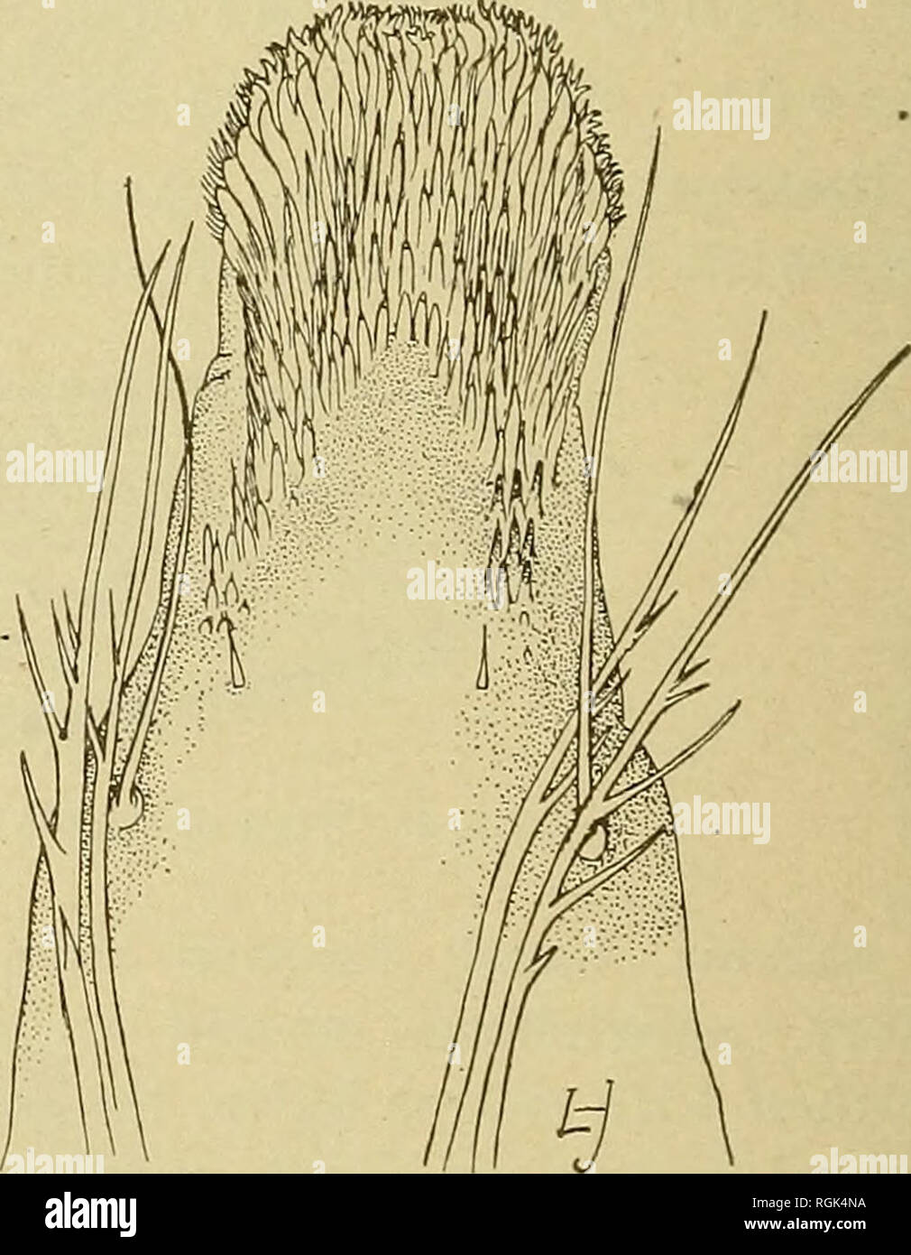 . Bulletin - New York State Museum. Science. neri 93 Female claws of C ...
