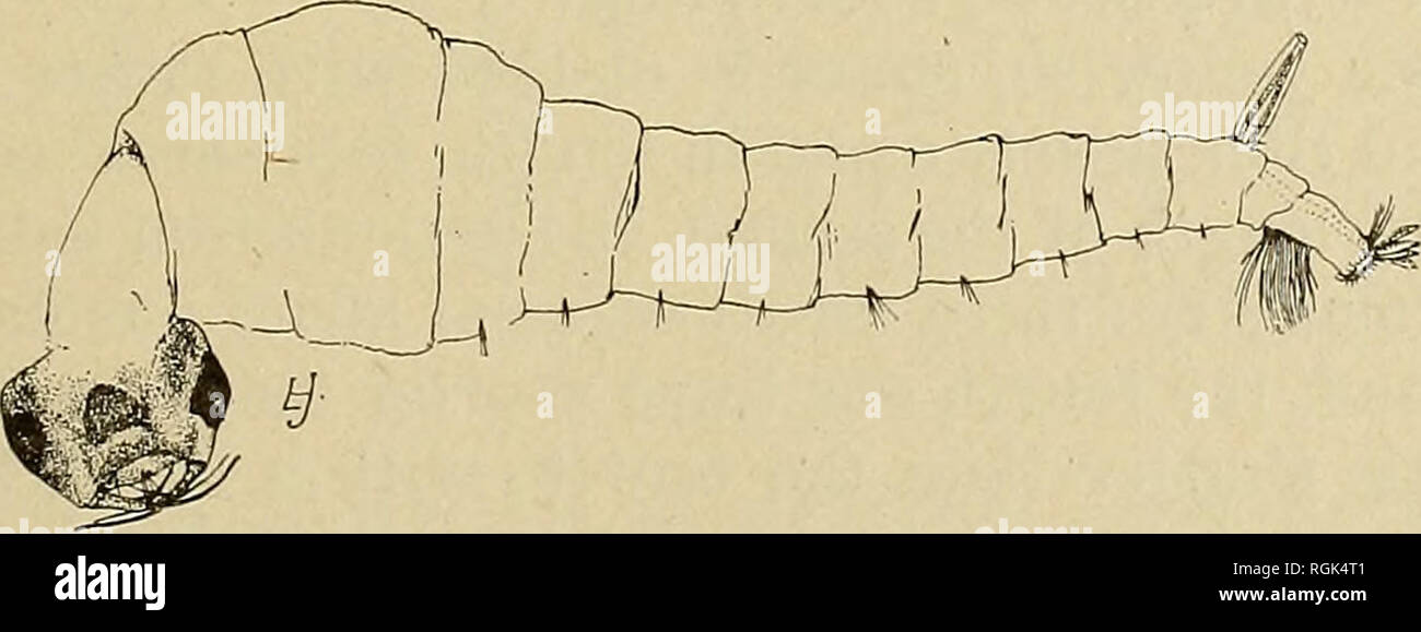 Tactile setae hi-res stock photography and images - Alamy