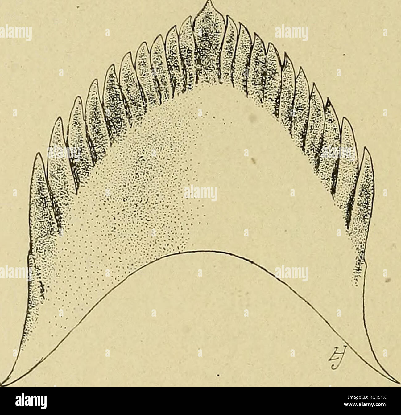 . Bulletin - New York State Museum. Science. 328 NEW YORK STATE MUSEUM ...