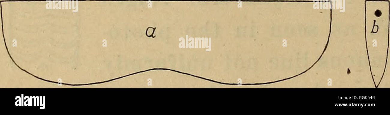 . Bulletin - New York State Museum. Science. 962 NEW YORK STATE MUSEUM ...