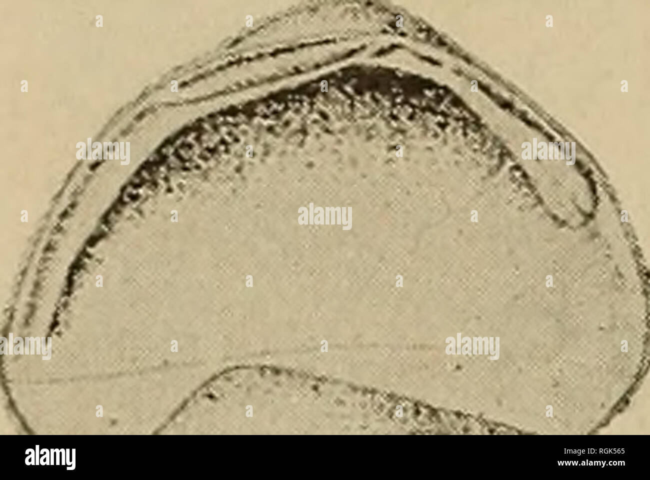 Two lateral narrow ones hi-res stock photography and images - Alamy