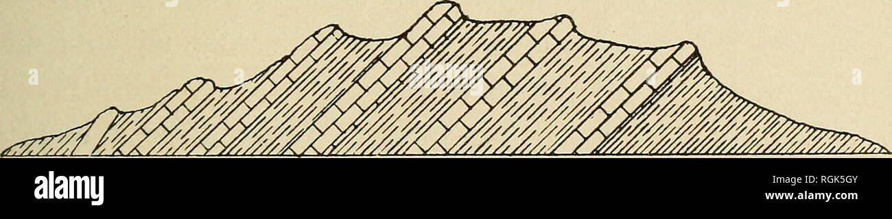 Limb fossils hi-res stock photography and images - Alamy