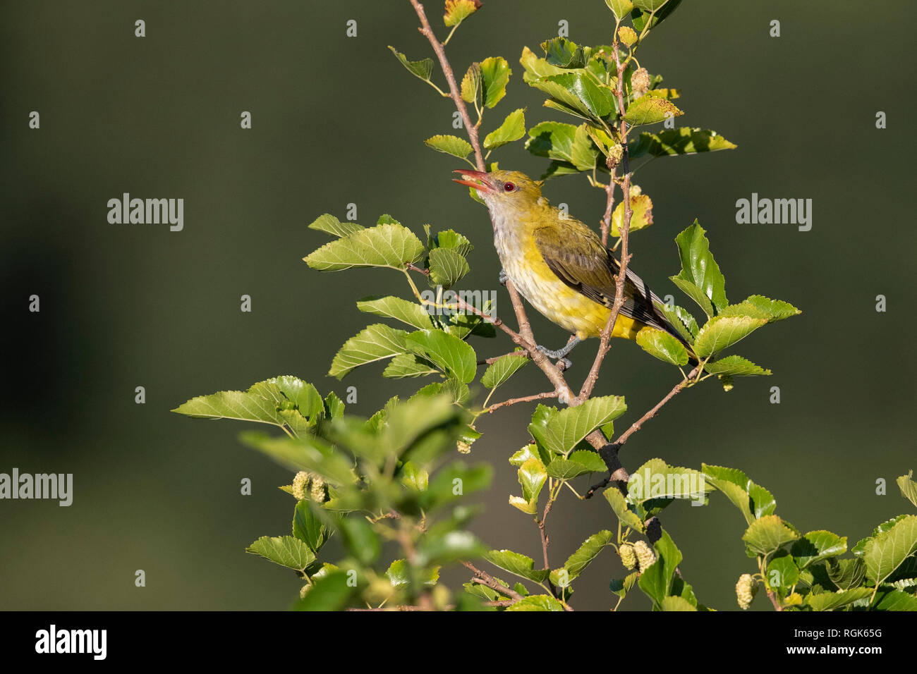 Golden Oriole Oriolus oriolus Stock Photo - Alamy