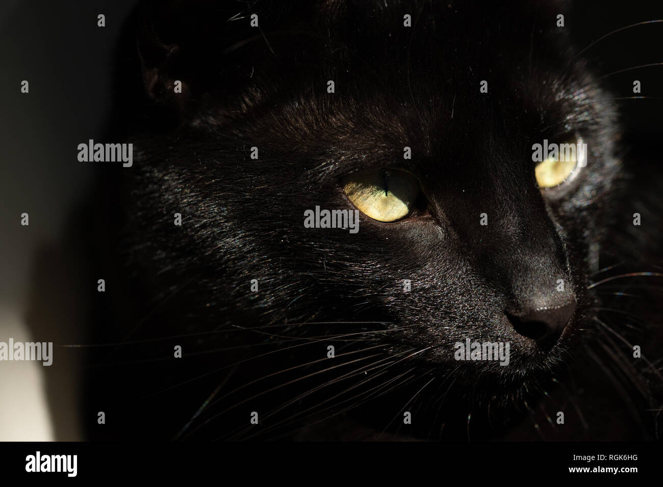 Close up high resolution macro photograph of a cat face and eye Stock ...