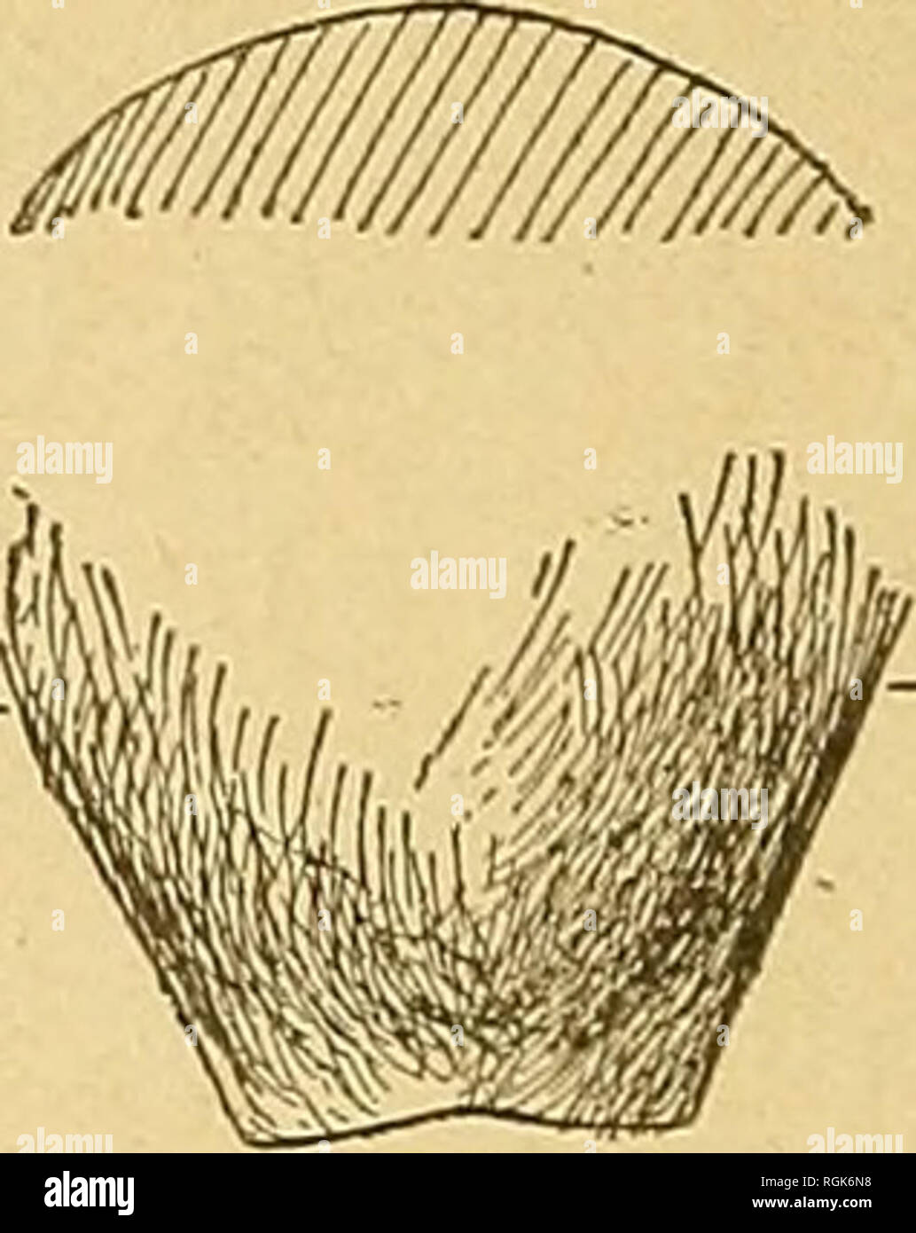 . Bulletin - New York State Museum. Science. Fig. 4 Last dorsal segment ...