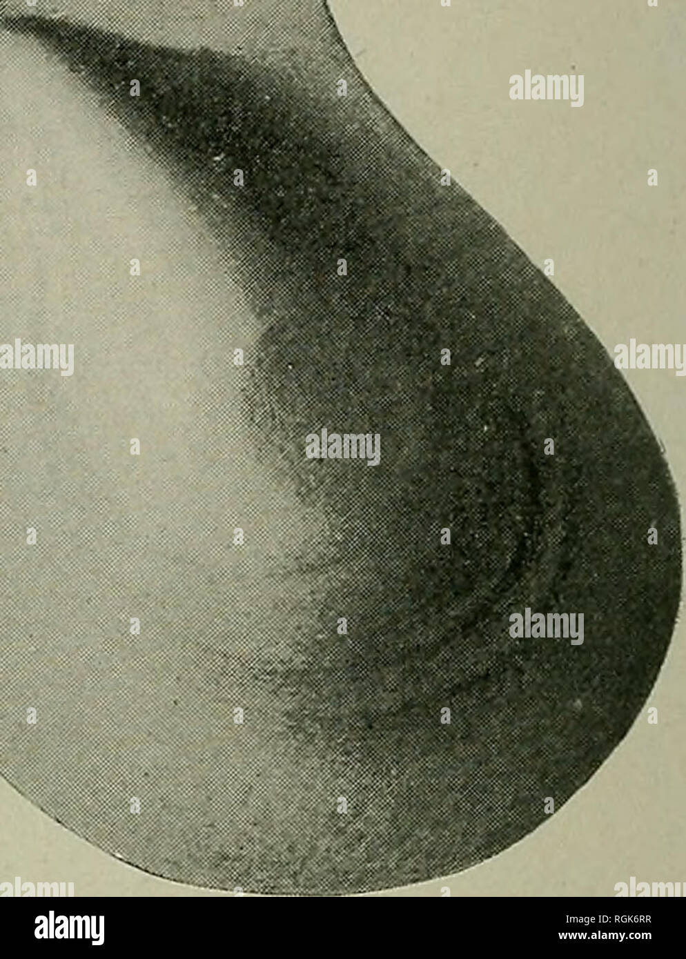 Pallial Line High Resolution Stock Photography and Images - Alamy