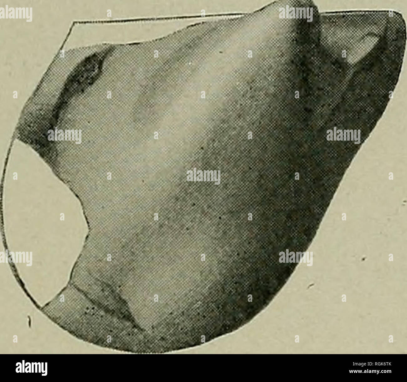 . Bulletin - New York State Museum. Science. Pteronitella peninsulae ...