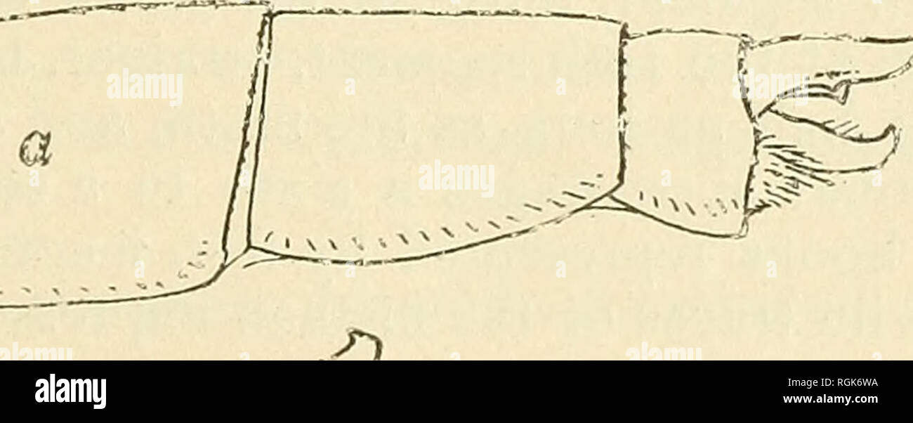 Gomphus descriptus banks hi-res stock photography and images - Alamy