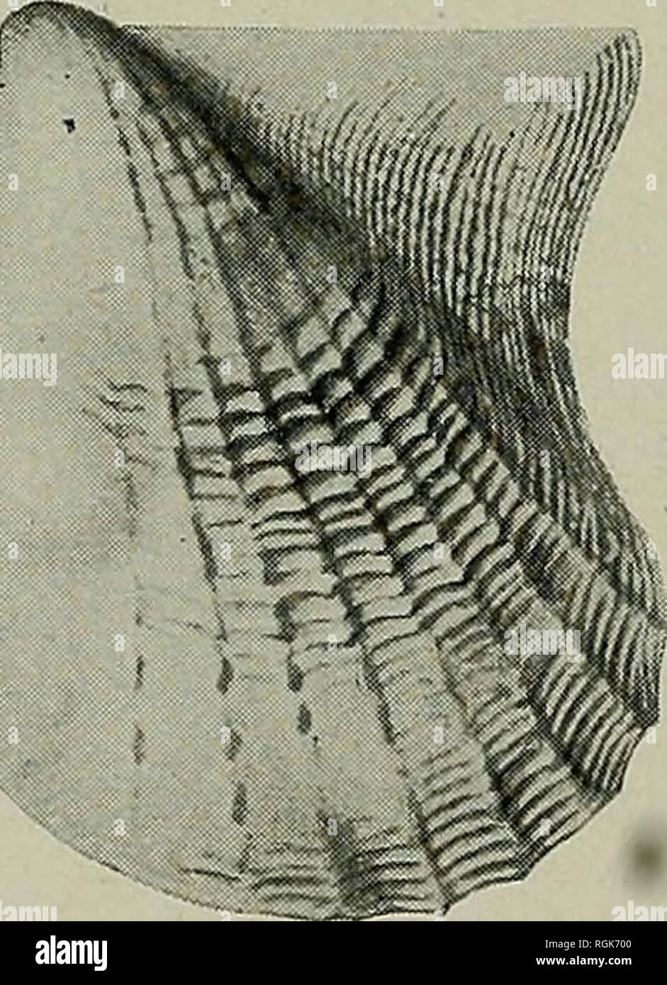 . Bulletin - New York State Museum. Science. 2o6 NEW YORK STATE MUSEUM ...